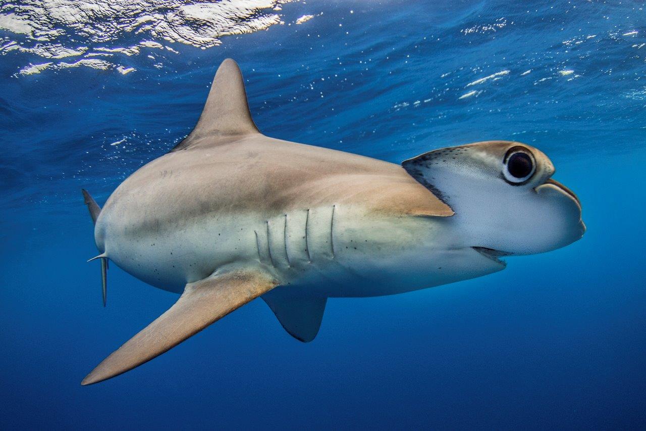 Derp Shark : TheDerpsBelow